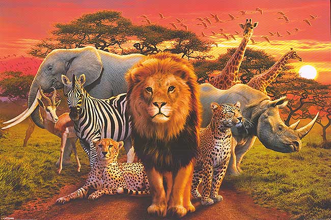 Animals of Africa